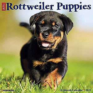Just Rottweiler Puppies 2021 Wall Calendar (Dog Breed Calendar)