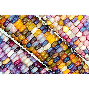 Glass Gem Indian Corn Seeds for Planting - 25+ Seeds - Vibrant Translucent Kernels - Grown in Iowa - A Must Have!
