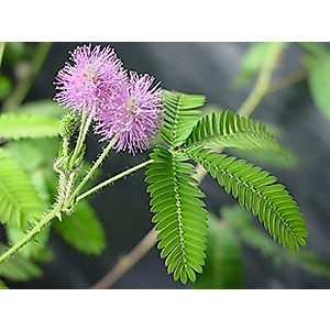 TickleMe Plant Classroom or Homeschool Science Fun Planting Party kit - for 30 Students - Grow The House Plant That Closes Its Leaves When You Tickle It. Includes Activity Book