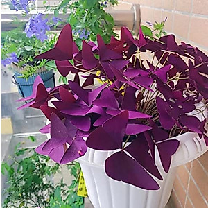 12PCS Purple Shamrocks Bulbs Good Luck Plant, Purple Oxalis Bulbs for Planting Grows Indoor or Outdoor, Oxalis Triangularis Bulbs The Novice Gardener's Choice