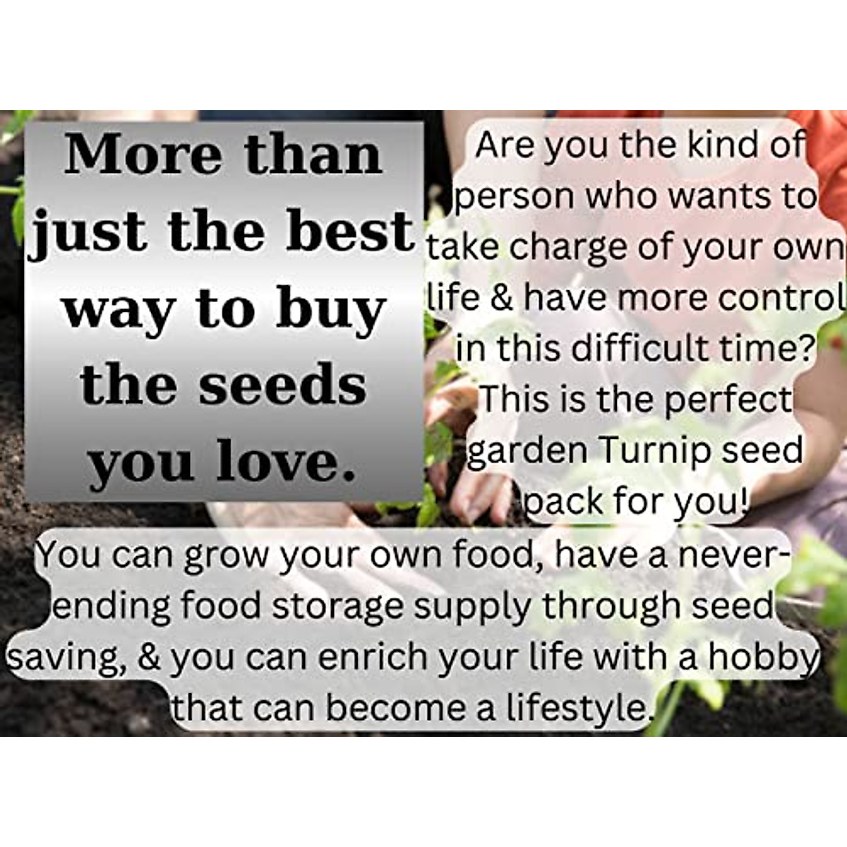 6 Grams 2500 Purple Top White Turnip Seeds for Planting Non-GMO Heirloom Vegetables Variety Seed Packet Instructions to Plant Home Vegetable Garden Great for Summer Fall & Winter Gardens B&KM Farms