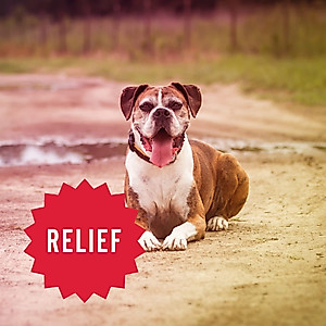 Hemp Well Hemp Relief Dog Soft Chews – Organic Hemp Soft Chews for Dogs, Dog Hip and Joint Supplement for Long Lasting Mobility Support, Calming Dog Anxiety Relief (1 Pack)