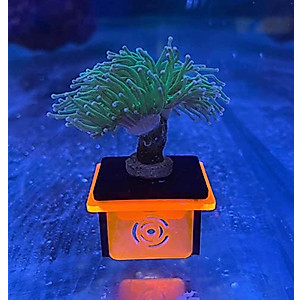 PNW Custom Pink Frag Pop Stand w/Frag Lock | Acrylic 1 Hole Frag Rack Plugs Reef Fragging Coral Holder for Aquarium (Single), Black