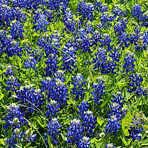 Texas Bluebonnet Seeds - 1 Pound - Blue Flower Seeds, Heirloom Seed Attracts Bees, Attracts Butterflies, Attracts Hummingbirds, Attracts Pollinators, Easy to Grow & Maintain, Fragrant, Container