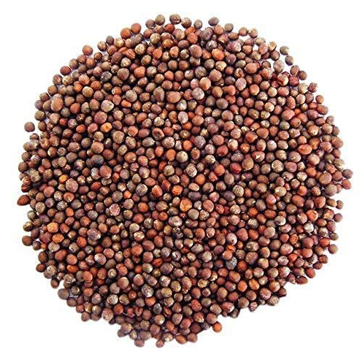 Organic Broccoli Seeds for Sprouting, 2 Ounces – Non-GMO, Vegan, Kosher, Sirtfood, Bulk. Rich in Sulforaphane, Vitamin C. Grow Sprouts, Microgreens for Salads, and Sandwiches. High Germination Rate.