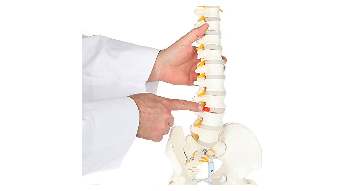 Detailed Full Size Flexible Spine Model for Medical Education and ...