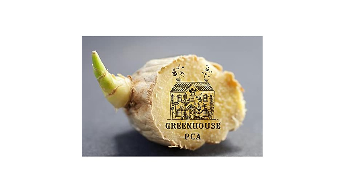 10 Live Heirloom Peruvian Ginger Rhizomes for Planting