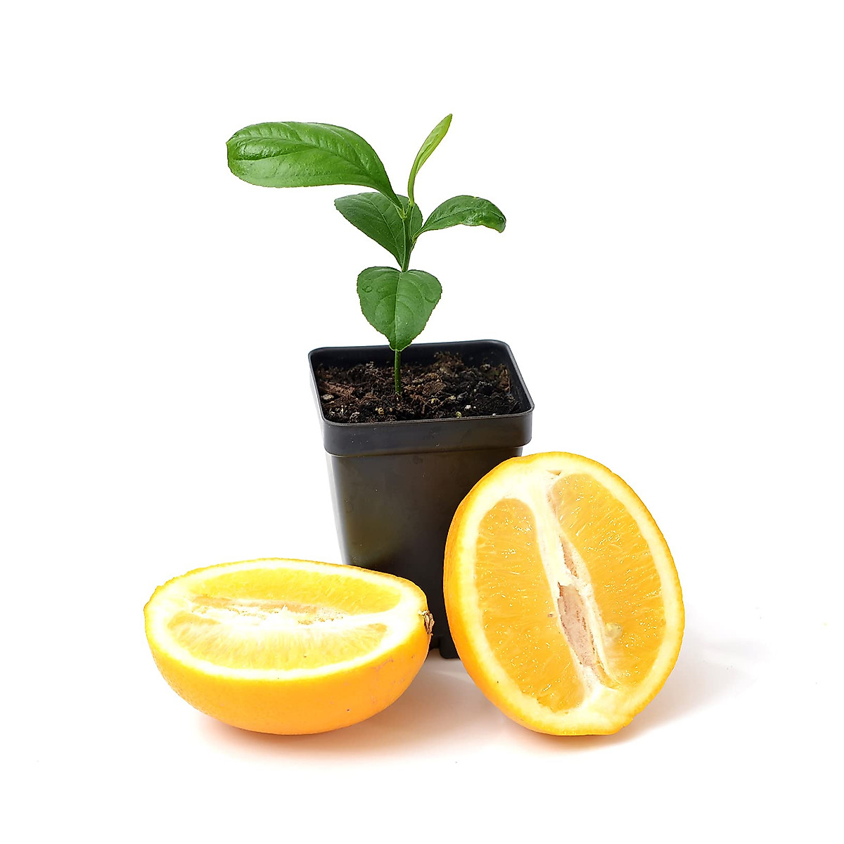 Meyer Lemon Tree Starter Plant. Citrus x meyeri. 3" - 5"