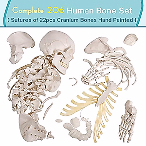 2023 Newest Human Model of Skeleton for Anatomy 67“ High with 200+ Bones Structures,Scientific Disarticulated Human Model of Skeleton Bundle for Anatomy, Full Size Male Skeleton Models with Poster,Skull, Bones, Articulated Hand & Foot