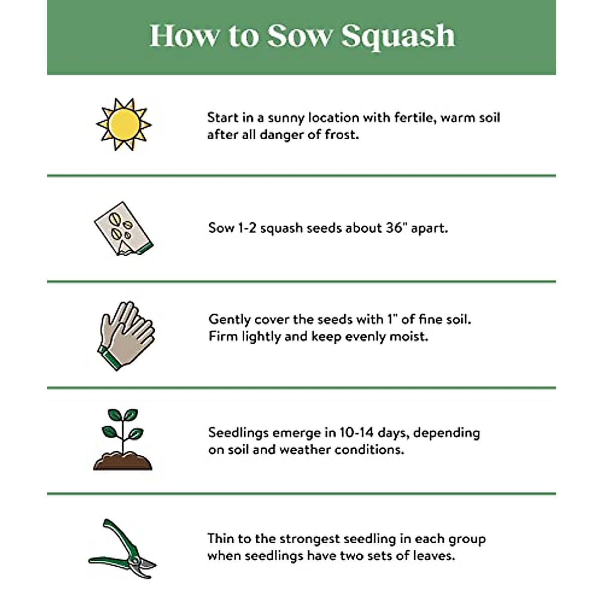 Burpee Black Beauty Zucchini Summer Squash Seeds 100 seeds