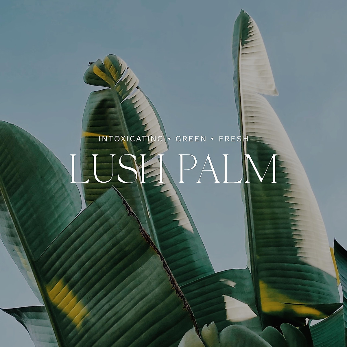 Antica Farmacista Room Spray, Lush Palm 3.4 Fl Oz