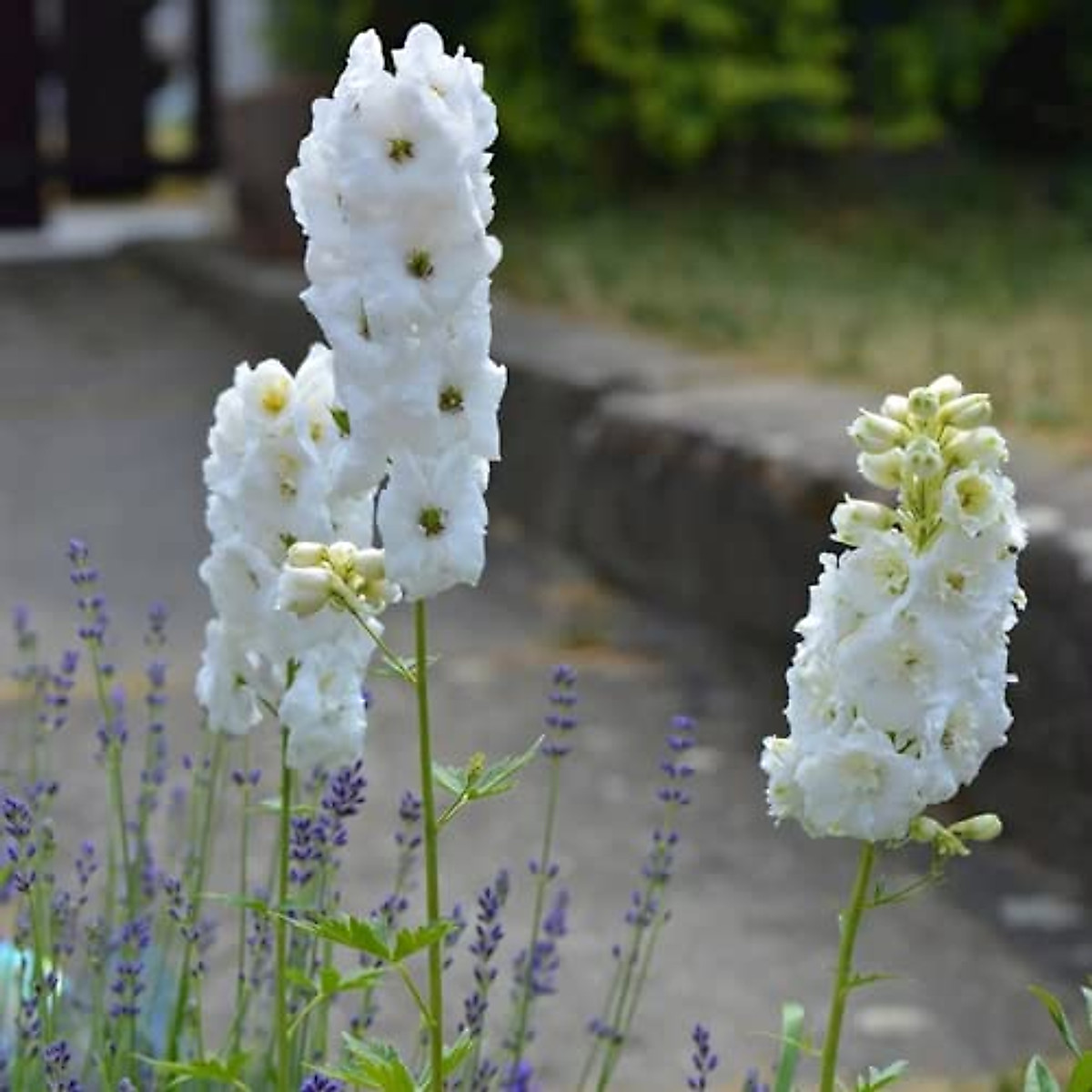 CHUXAY GARDEN White King Delphinium-Larkspur 150 Seeds Rare Ranunculaceae Flowering Plant White Angel Ornamental Garden Shows Low-Maintenance
