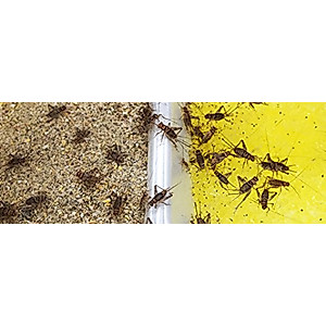 Josh's Frogs Calci-mMm Insect Gutloading Gel with Calcium (1 Gallon)