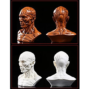 DenFactory Human 10cm Muscle Skeleton Head Model Muscle Head Skull Anatomy Sculpture Art Sketch Learning Supplies (Amber White Resin)