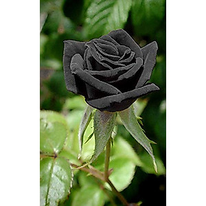 20+ Rare Black Rose Seeds Beautiful Flower Seeds Home Garden Bonsai