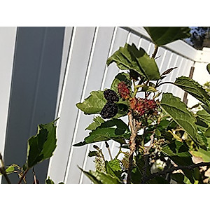 Dwarf Everbearing Mulberry Plant - Morus nigra - Live Plant