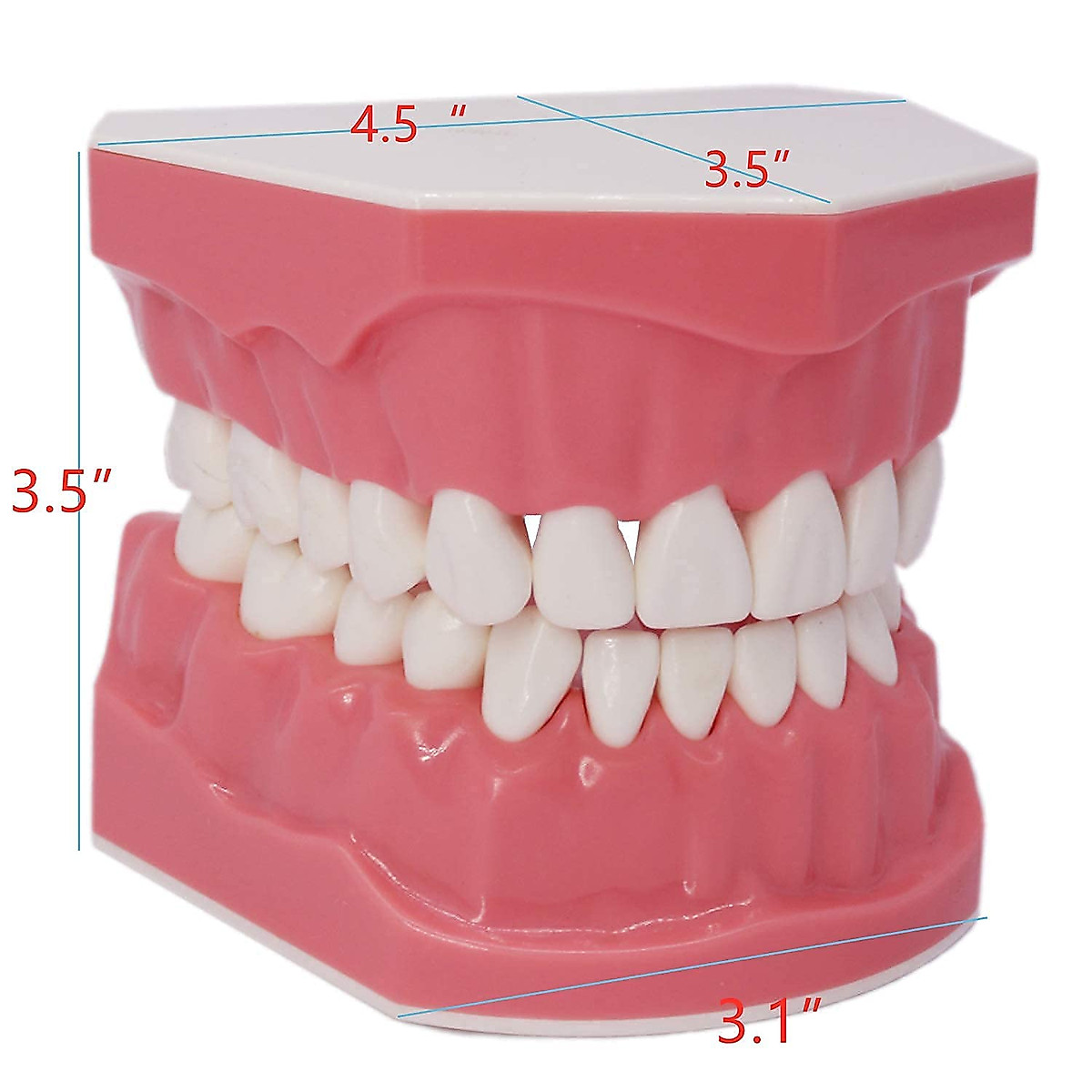 1.5 Times Large Dental Typodont Model Tooth Brushing flossing Practice Model Demonstration Removable Lower Teeth for Kids Dental Students Tooth Teach Study, 4.5 Inch x3.5 Inch x3.5 Inch