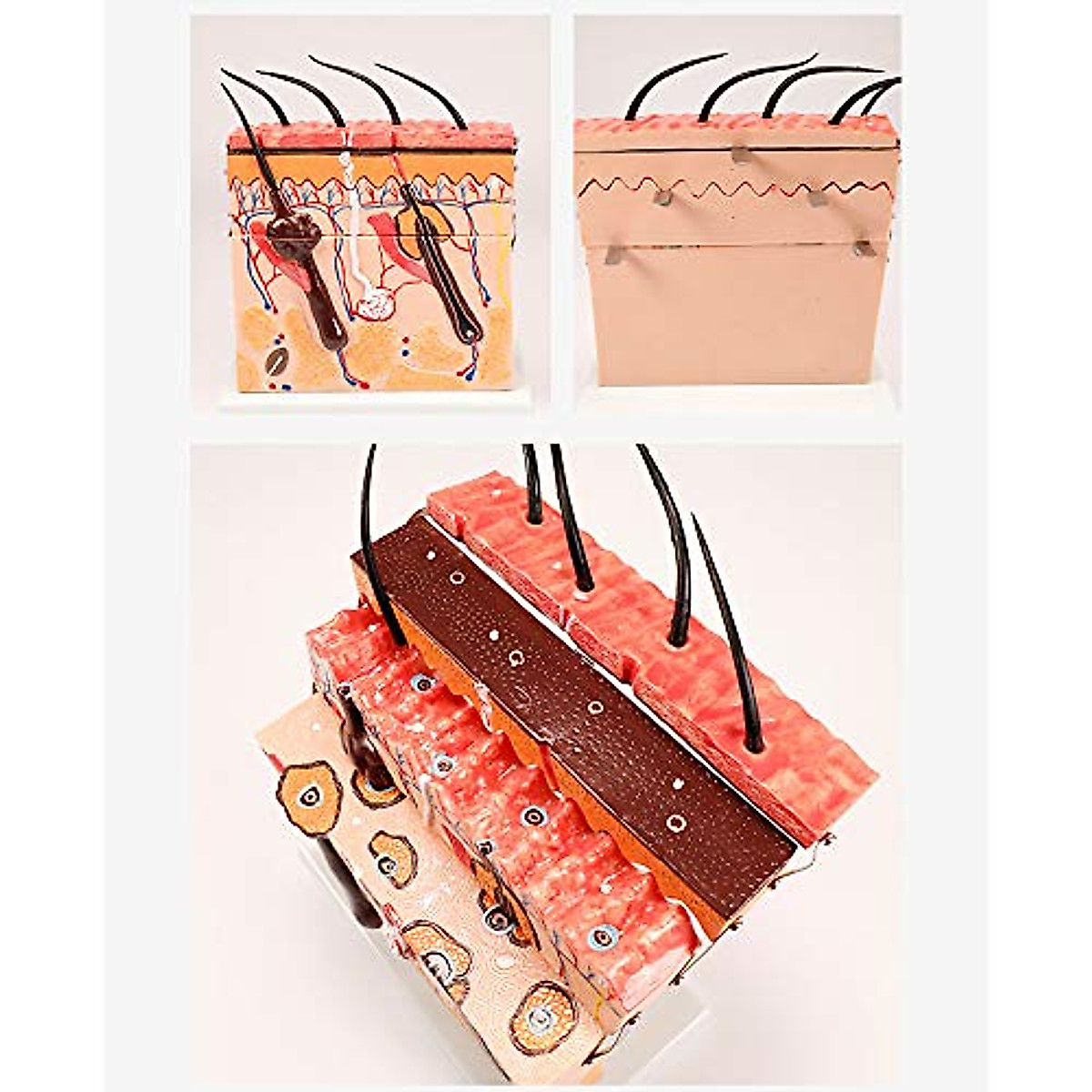 Teaching Model,Skin Anatomy Model, Structural Anatomical Model, Anatomical Skin Enlarged Tissue Structure Model, Used for Scientific Classroom Research and Display Teachi