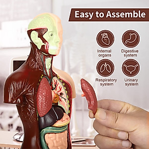 KlayBear 9.6 Inch Human Anatomy Model for Kids - 8 Pc Removable Parts Torso & Skeleton - Educational Organ Model for STEM Learning, Ages 3+