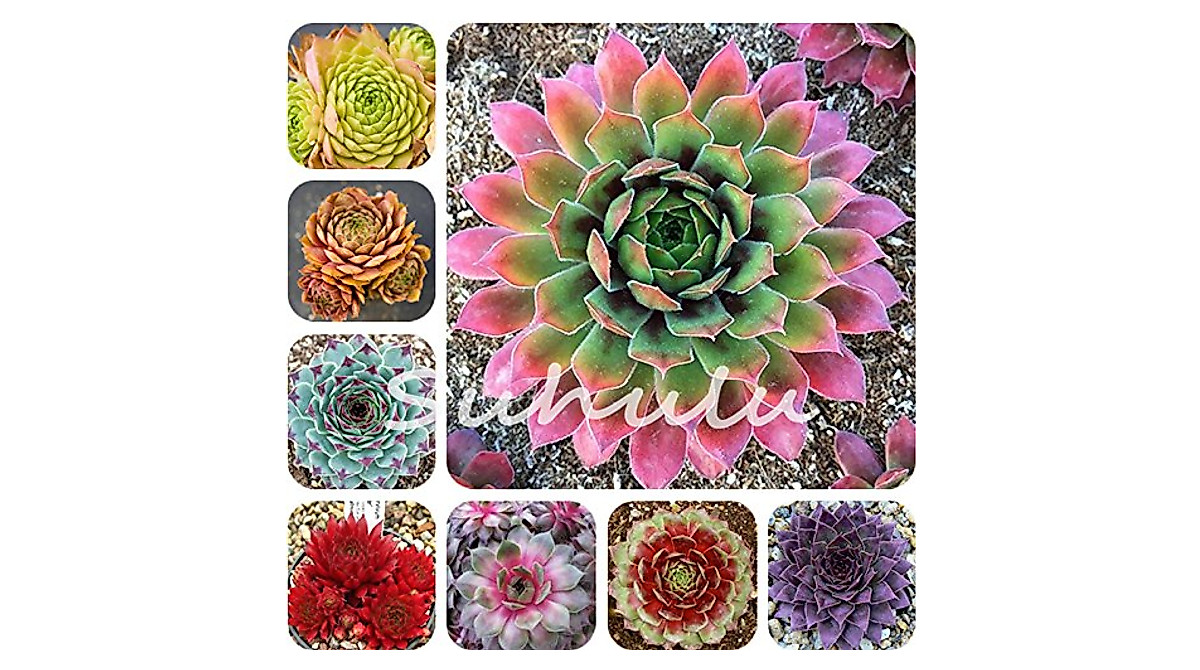 200 Pcs Hens and Chicks Succulent Seeds for Gardens