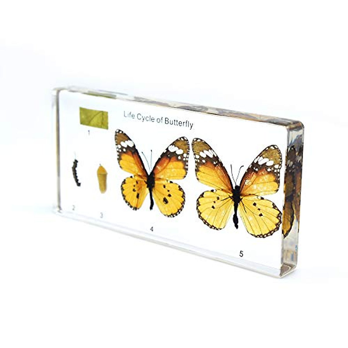 Lifecycle of a Butterfly in Resin Block Paperweight Paperweights Science Classroom Specimens for Science Education