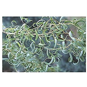 Bonsai Tree Dragon Willow - Thick Trunk Cutting - Indoor/Outdoor Live Bonsai Tree - Old Mature Look Fast - Ships from Iowa, USA