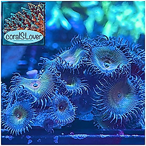 coralSLover Live Saltwater Coral Frag - Captain Jerk Palythoas (5 Heads)