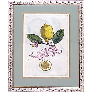 Plate 230: Limon Dvlci Medvlla Oeysigonesis