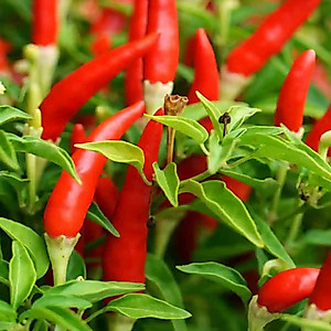 20 Thai Chili Pepper Seeds Hot Pepper Seeds for Planting Outdoor Garden