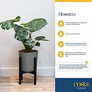 Costa Farms Monstera Swiss Cheese Plant, Live Indoor Plant, Easy to Grow Split Leaf Houseplant in Indoors Garden Plant Pot, Housewarming, Decoration for Home, Office, and Room Decor, 2-3 Feet Tall