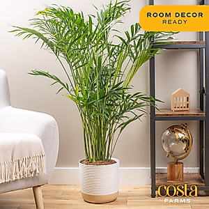 Costa Farms Cat Palm, Live Indoor Houseplant in Garden Plant Pot, Floor House Plant Potted in Potting Soil, Housewarming Gift for New Home, Living Room, Office, Patio Palm Tree Decor, 3-4 Feet Tall