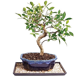 Brussel's Bonsai Live Golden Gate Ficus Indoor Bonsai Tree - Medium, 7 Years Old, 8 to 16 Inches Tall - Live Bonsai Tree in Decorative Ceramic Bonsai Pot with Bonsai Humidity Tray