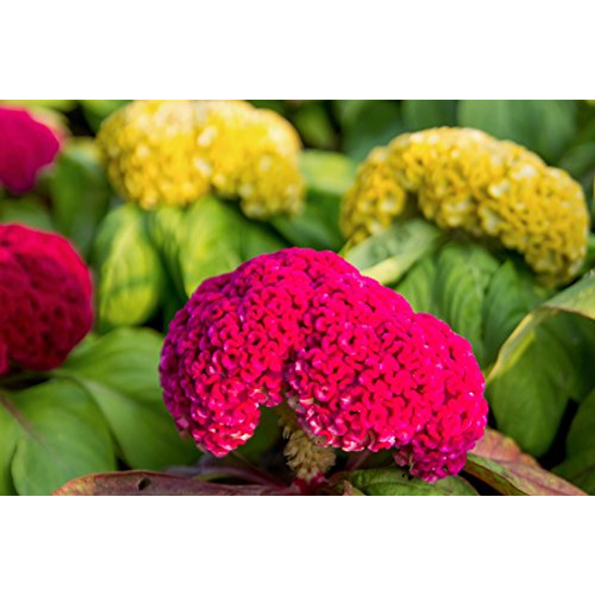 1000 Celosia Seeds for Planting - Giant Cockscomb Mix Yellow, Pink, and Red - Crested Type - Celosia Cristata