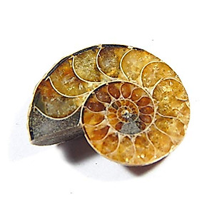 XUETZALCOATL Achyutah Sudarshan Shaligram 1.5cm - 2.5cm from Kali Gandaki 1 pcs