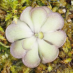 Pinguicula Cyclosecta Seeds Mexican Pinguicula Seeds Mexican Butterworts Tropical Containers Balcony Plant Indoor Outdoor by YEGAOL Garden 25Pcs