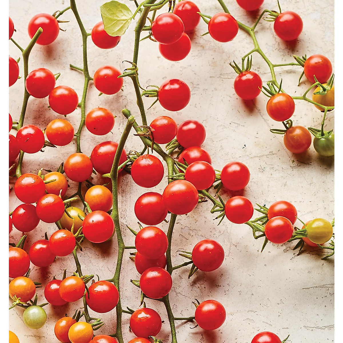 Burpee 'Red Currant', Red Cherry Tomato, Sweet Flavor, 60 Non-GMO Seeds