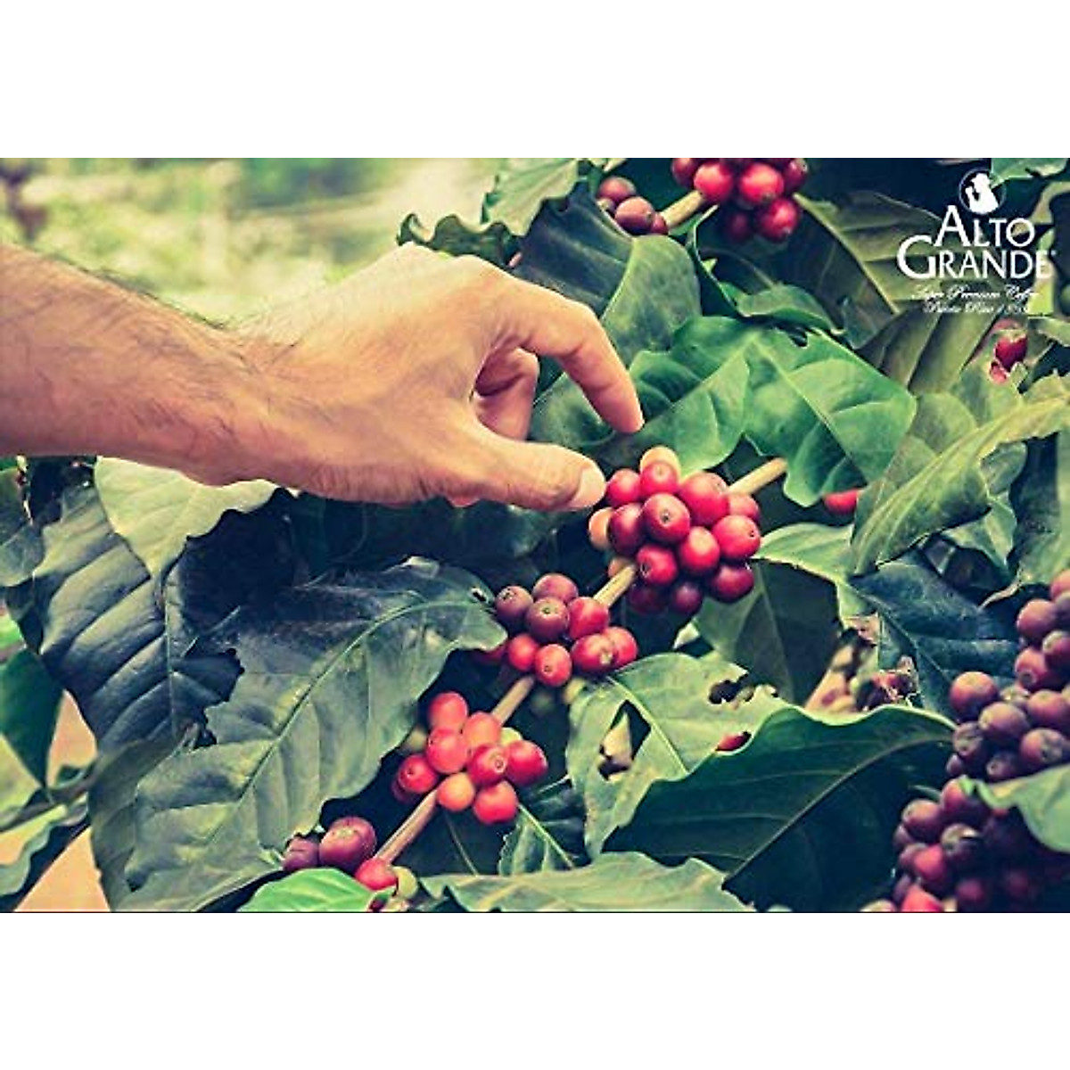 Alto Grande Premium Coffee Whole Bean - 2 Lbs (Pack of 1)
