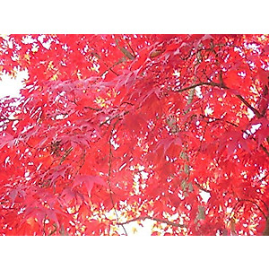Carolina RED Scarlet Maple Tree Acer Rubrum jocad (25 Seeds)