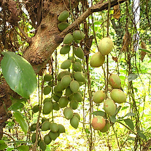 CHUXAY GARDEN Baccaurea Ramiflora Seed,Burmese Grape 10 Seeds Evergreen Tree Growing to 25 m Edible Sweet Fruit Great for Garden