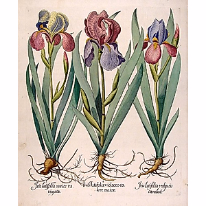 [Tall bearded garden irises (flag irises)] Iris latifolia violaceo colore maior; Iris latifolia vulgaris coerulea; Iris latifolia maior variegata