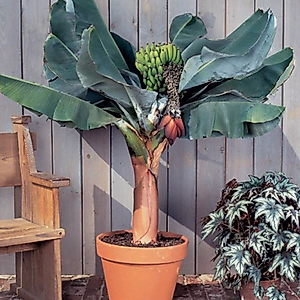 Dwarf Cavendish Banana Seeds Dwarf Musa Acuminata Tropical Specimen Fast Growing Container Indoor Outdoor 10Pcs Fruit Tree Seeds by YEGAOL Garden