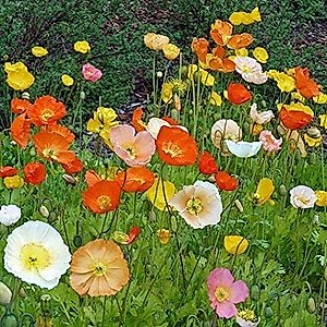 Iceland Poppy Seeds Flower Mix, 3000 Heirloom Flower Seeds Per Packet, Non GMO Seeds, Botanical Name: Papaver nudicaule, Isla's Garden Seeds