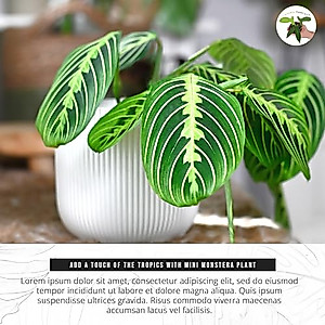 California Tropicals Lemon Lime Prayer Plant - Maranta - Rare Variety Live House Plant - Tropical Decor - Unique Real Plants Interior Garden Outdoors Supplies - Small Pot - 4 Inch Potting Decor