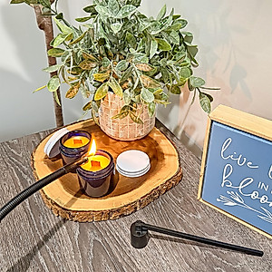 Cornucopia Brands 2oz Cobalt Blue Glass Jars w/Metal Lids (12 Pack); Straight Sided Containers for Creams, Cosmetics, Lotions and More