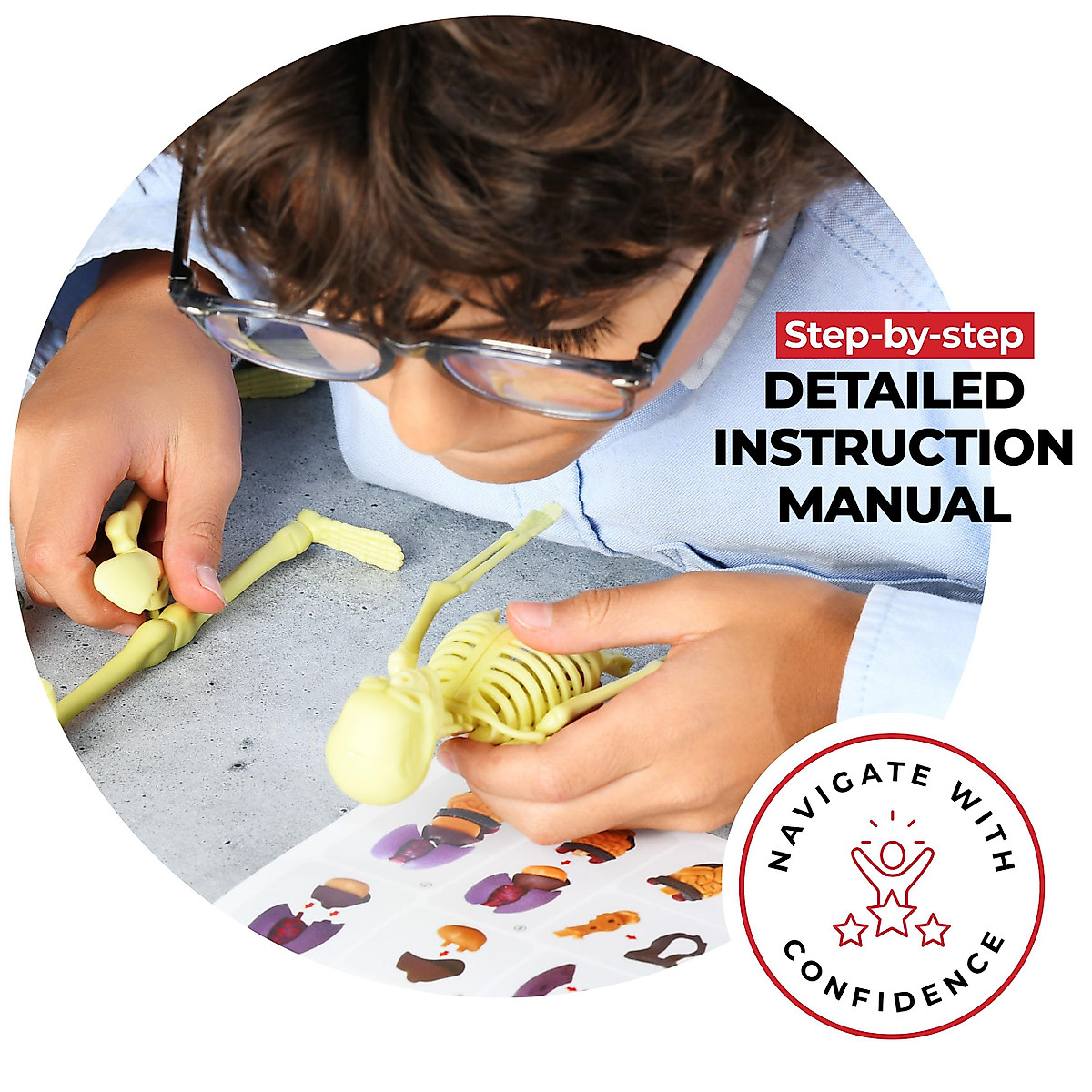 Rovox Human Anatomy for Kids Removable Skeleton Model and Torso Human Body for Kids STEM Toys Science Kit Full Body Anatomy Sets for Kids and Teens - 30 Piece Full Anatomy Toy Set - 11 Inches Tall