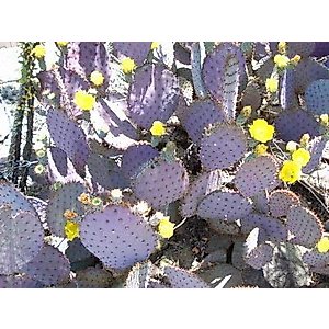 1 Cactus Purple Prickly Pear