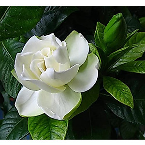 300+ Gardenia Seeds (Cape Jasmine)for Home Garden Planting