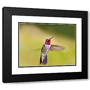 ArtDirect CO, Frisco Broad-Tailed Hummingbird in Flight 18x13 Black Modern Wood Framed with Double Matting Museum Art Print by Lord, Fred