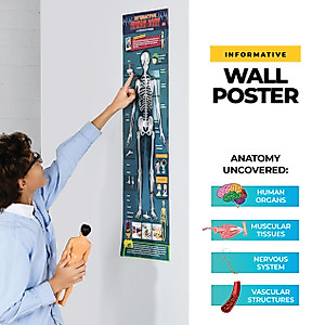 Rovox Human Anatomy for Kids Removable Skeleton Model and Torso Human Body for Kids STEM Toys Science Kit Full Body Anatomy Sets for Kids and Teens - 30 Piece Full Anatomy Toy Set - 11 Inches Tall