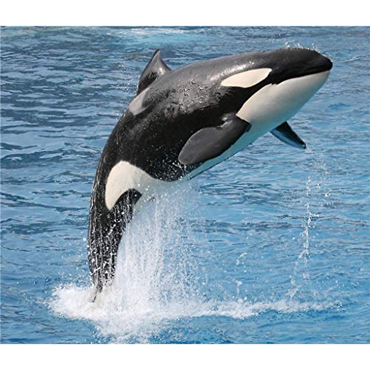 Pup Go Sea Life Animals Torch Projector with 3 Discs 24 Images, Shark Toy for Boys, Sea Creatures Toys for Children Age 3 4 5 6 7 Year Old, Shark Gifts Games for Kids(Seaworld)